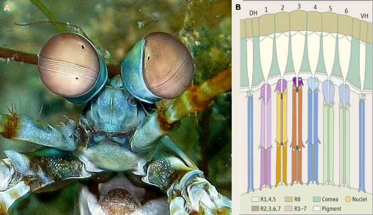 Mantis shrimps (part 2): lords of colour (or perhaps not) - Mapping ...