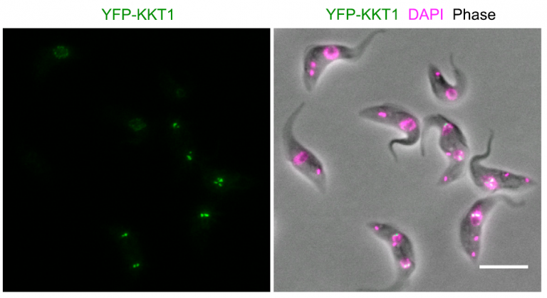 Parasites, chromosomes and the tree of life - Mapping Ignorance