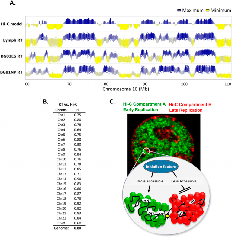 Dna Replication How A Job Is Well Done In Just A Few Hours Mapping