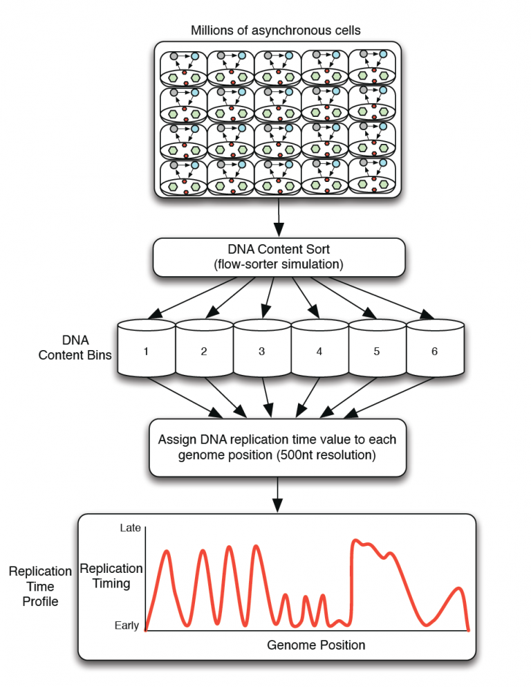 Dna Replication How A Job Is Well Done In Just A Few Hours Mapping