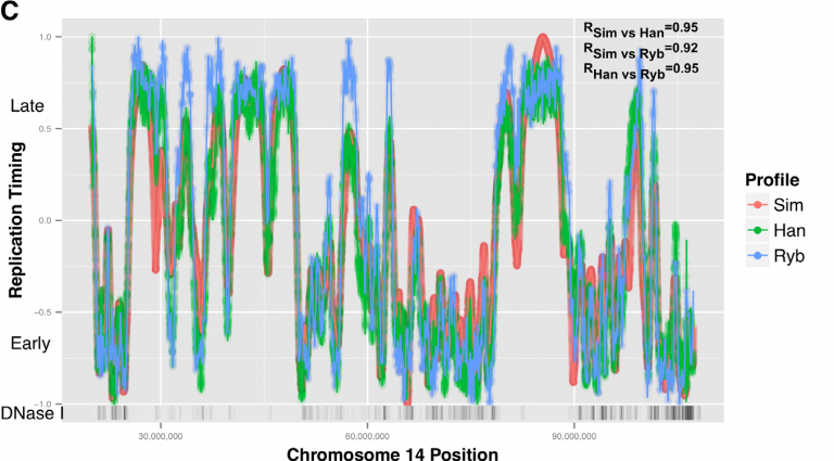 DNA replication: how a job is well done in just a few hours - Mapping ...