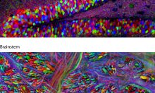 Fig 1 - fluo proteins - Mapping Ignorance