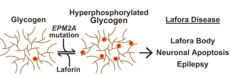 Laforin, protein of the year - Mapping Ignorance