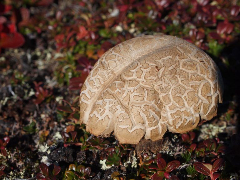 What If Alzheimers Disease Was Caused By Fungi Mapping Ignorance