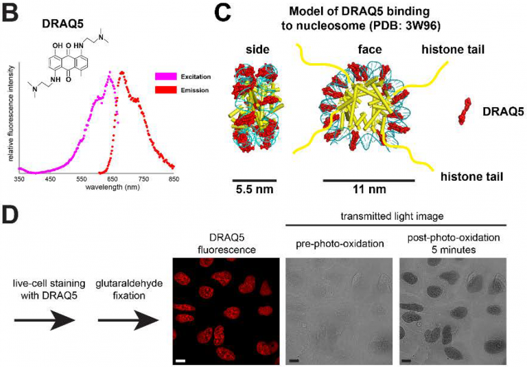 How Is Chromatin Structured Mapping Ignorance