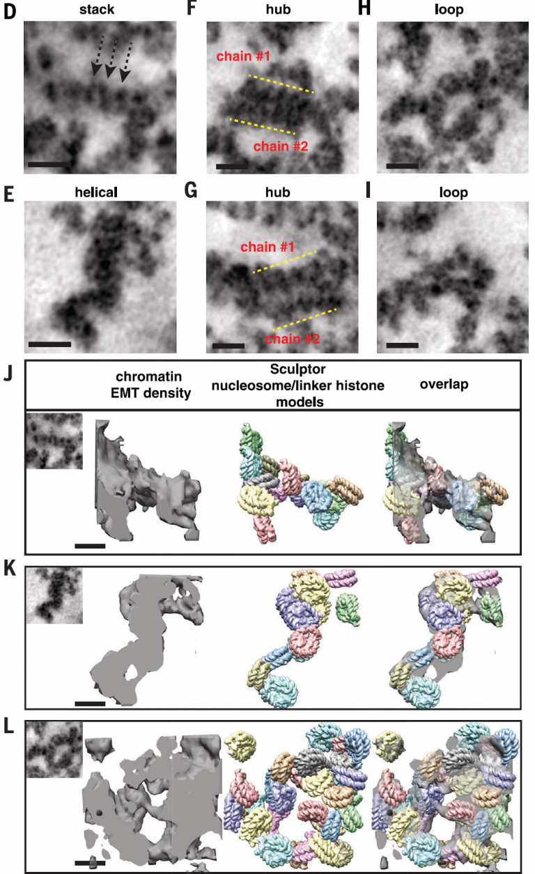 Figure 5_Nucleosome arrangements - Mapping Ignorance