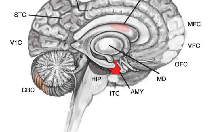 Postzygotic Mutations In Autism Mapping Ignorance