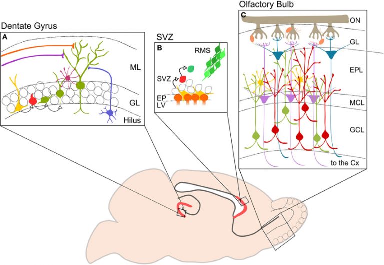 Adult neurogenesis and physical activity - Mapping Ignorance