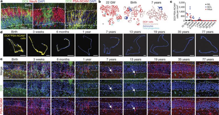 No neurogenesis in adult primate hippocampal formation - Mapping Ignorance