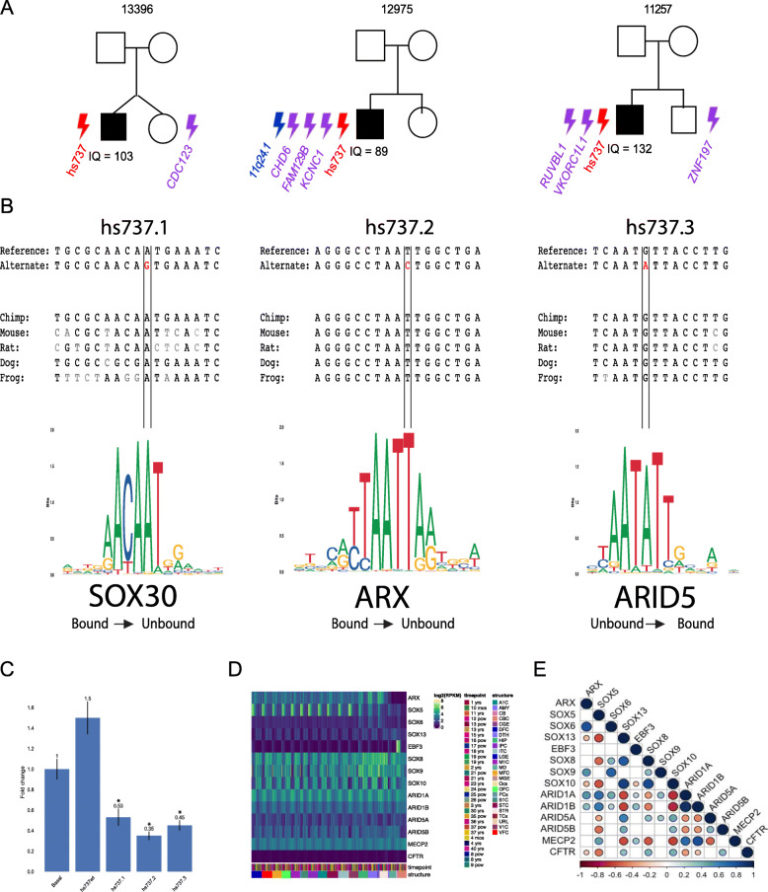 Mutations In The Non Coding Genome Contribute To Autism Mapping Ignorance