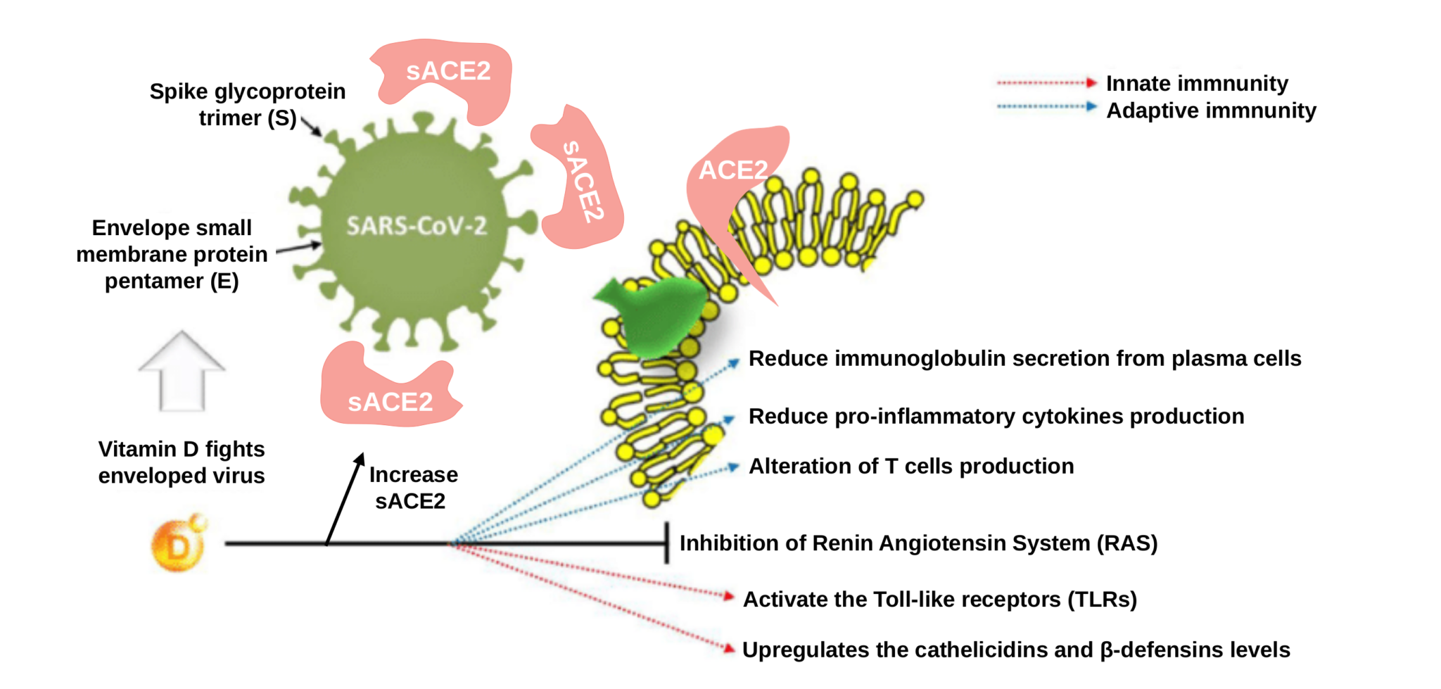 Vitamin D to protect from SARS-CoV-2 infection? - Mapping Ignorance