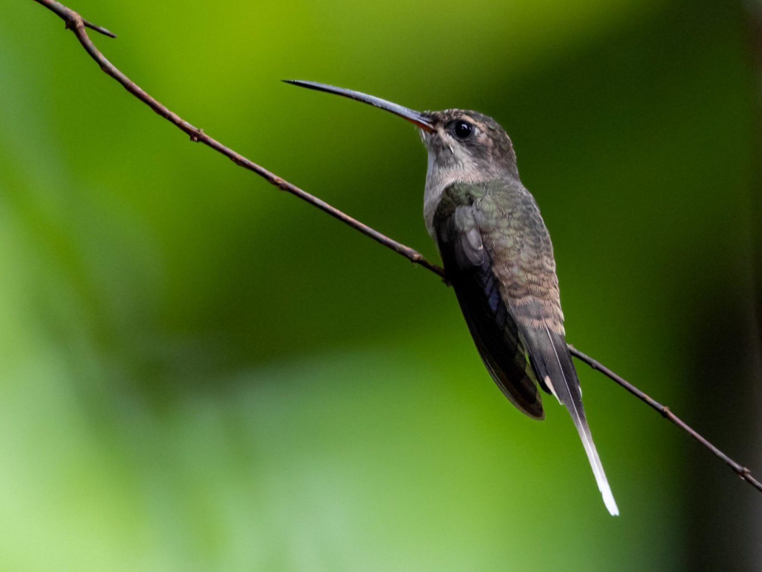 Losing genes can be good, hummingbirds are a nice example - Mapping ...