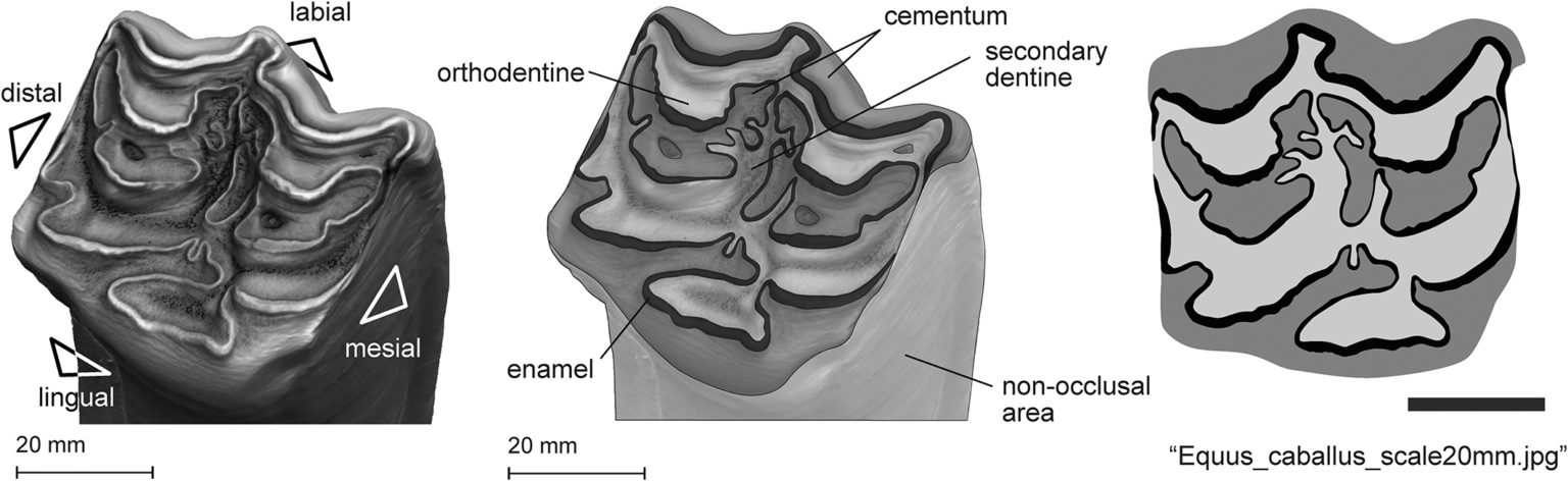 How to describe hervibore teeth from their photographs - Mapping Ignorance