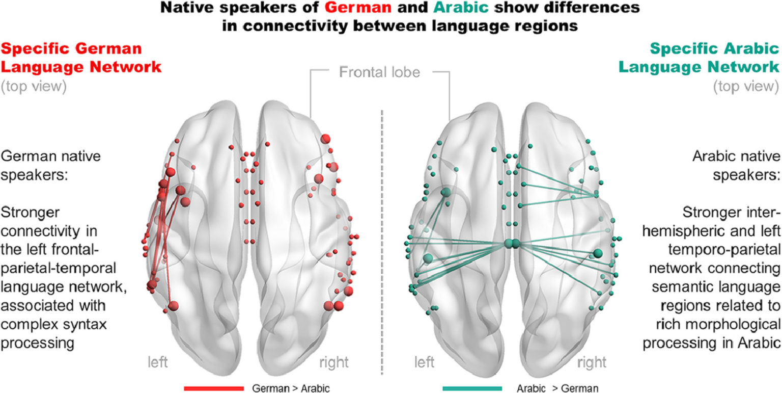 How our first language shapes brain’s connectivity structure - Mapping ...