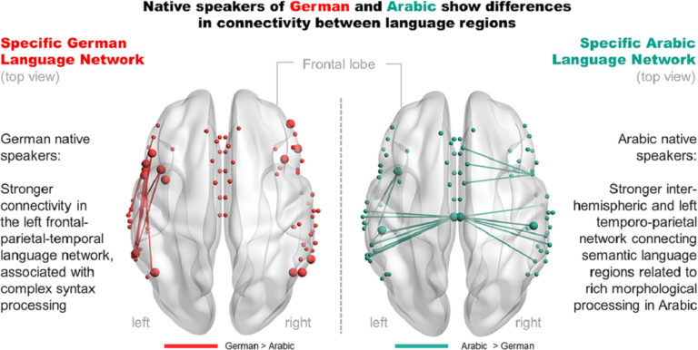 How Our First Language Shapes Brain S Connectivity Structure Mapping