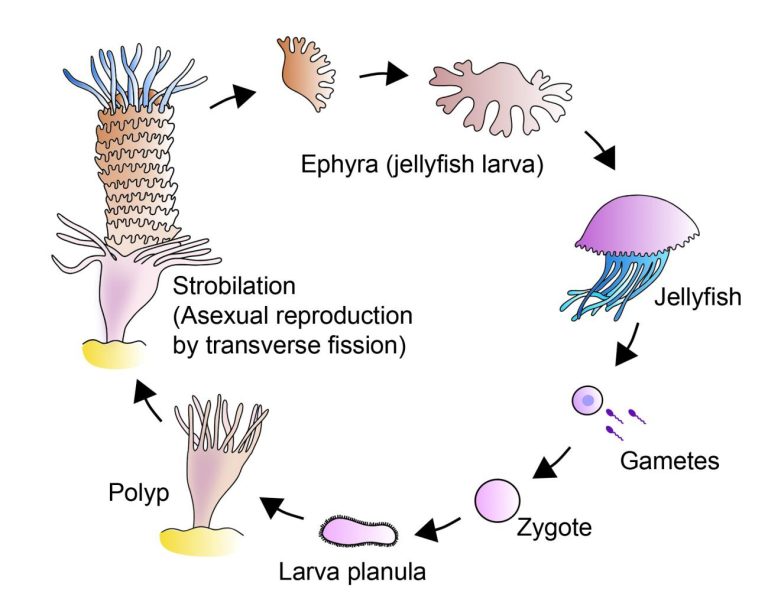 The oldest known jellyfish - Mapping Ignorance