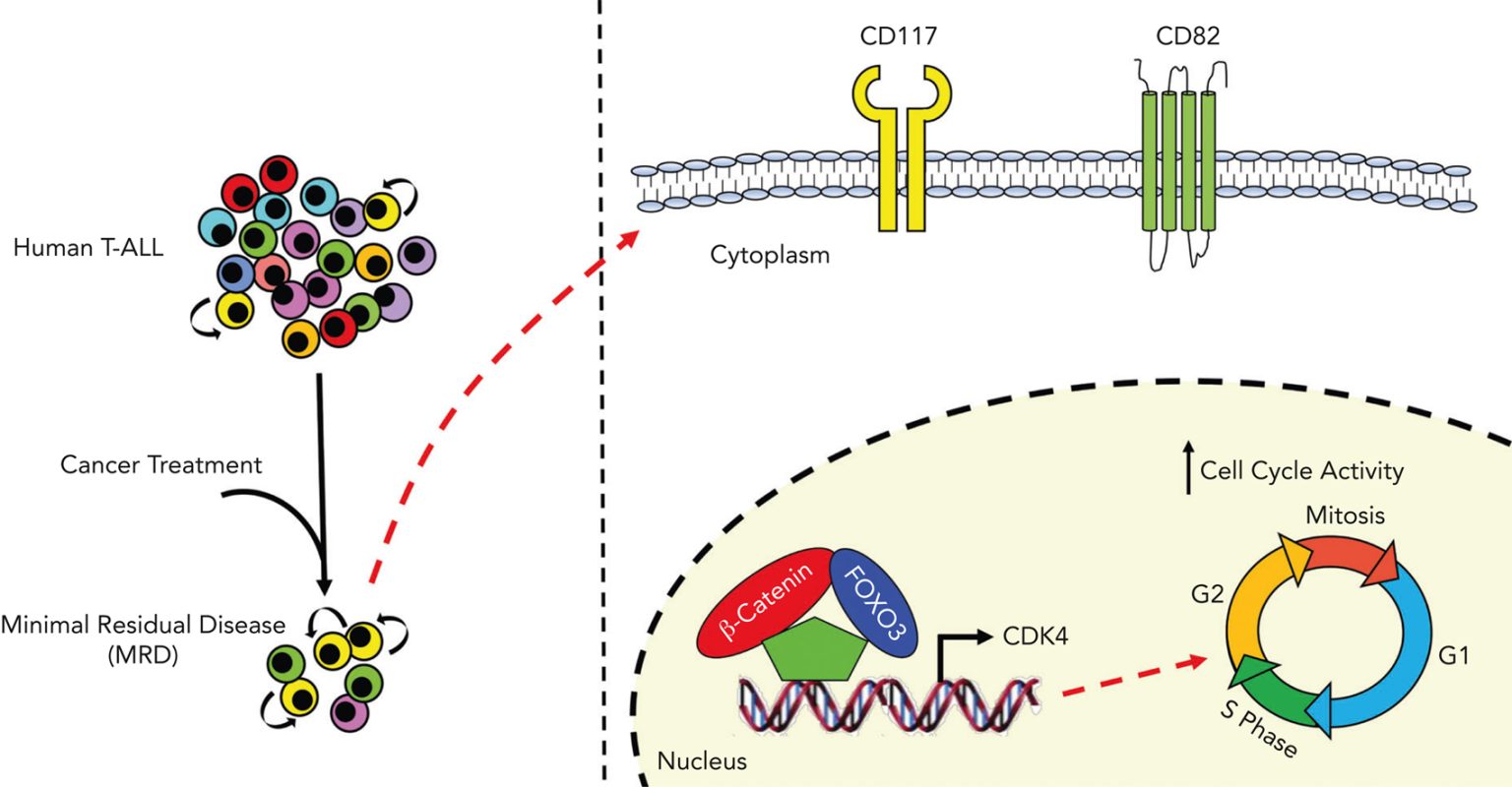 Noncanonical β-catenin interactions promote leukemia-initiating ...