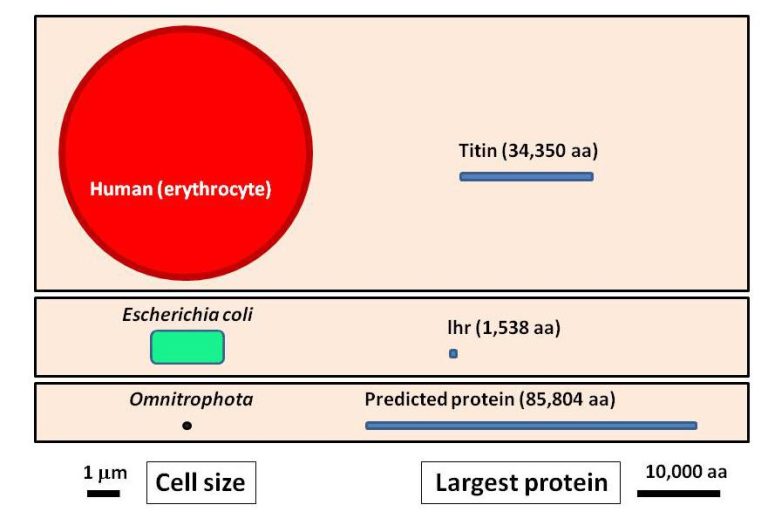 Largest known proteins synthesized by the smallest bacteria