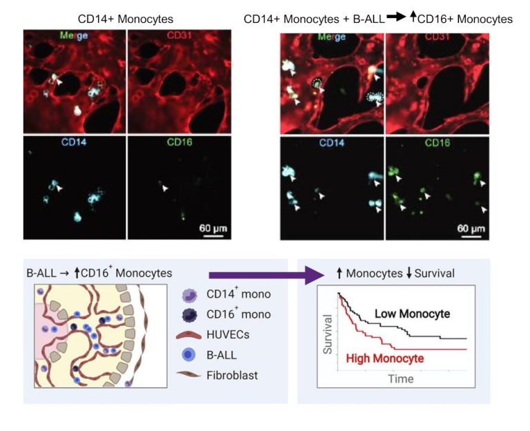 Figure - Mapping Ignorance