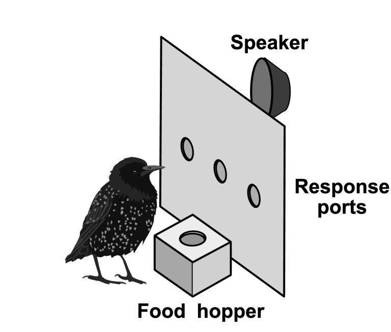 How perceptions are influenced by expectations