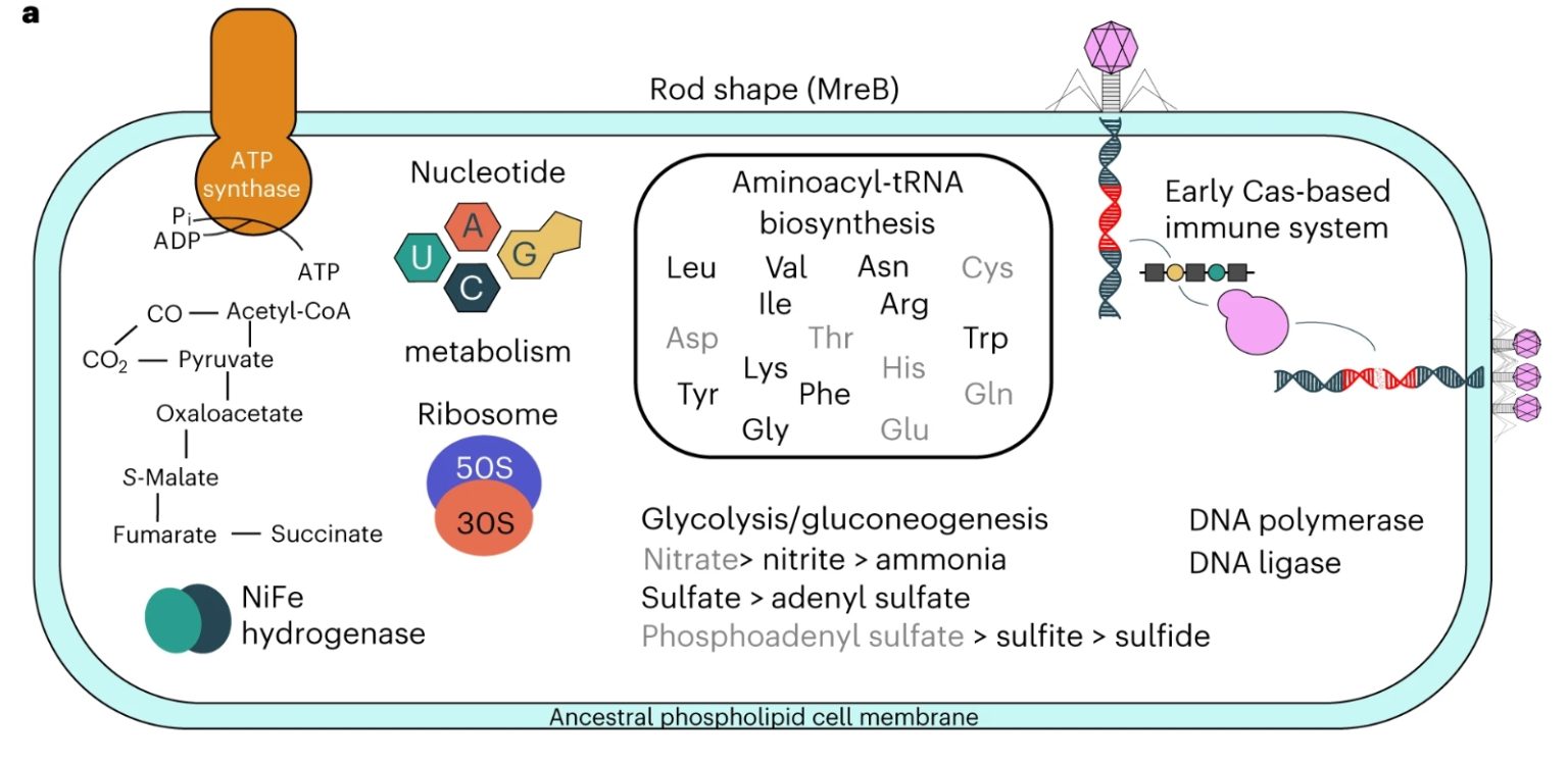 LUCA, a prokaryote-like organism at war with viruses
