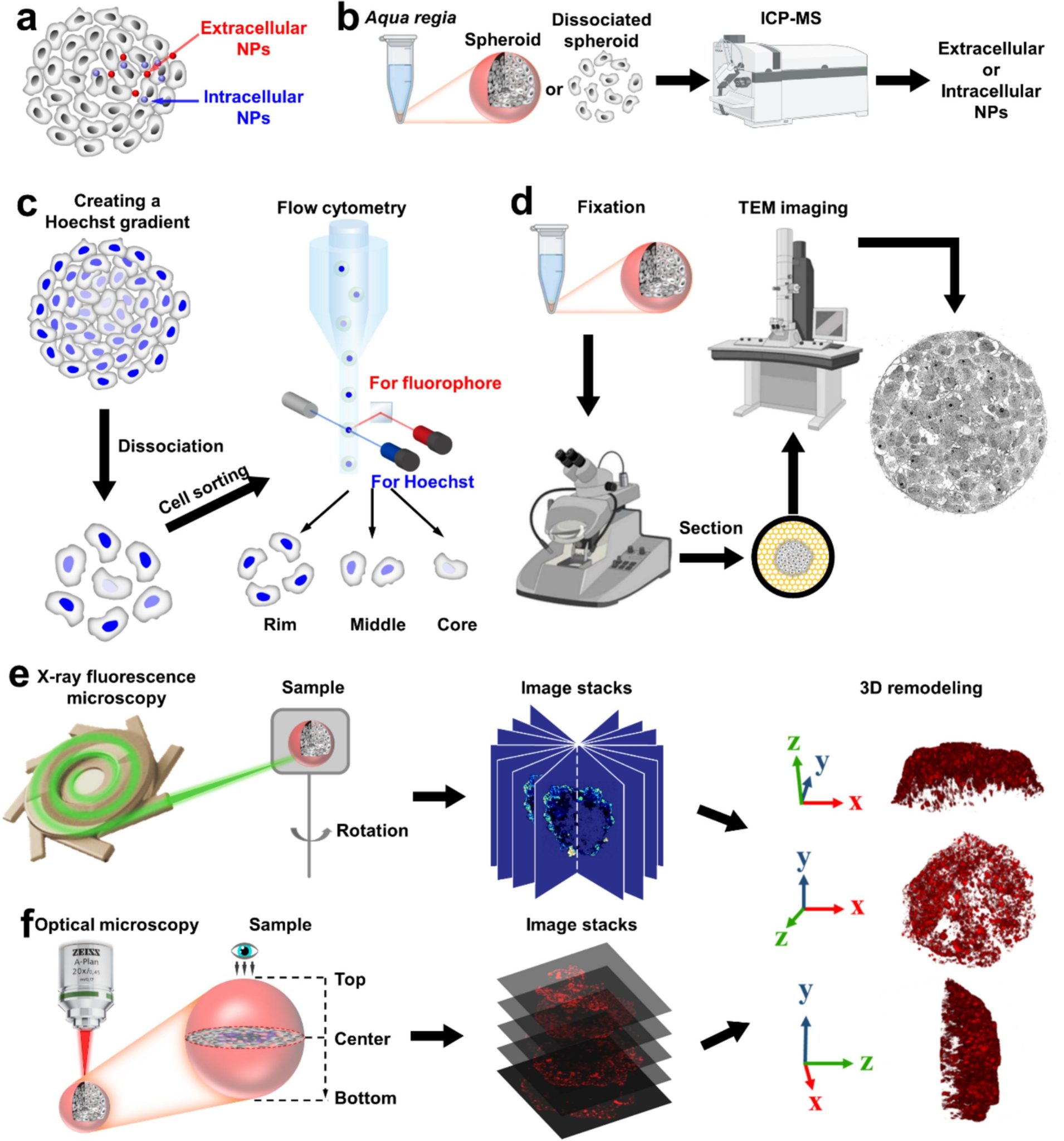 Understanding nanoparticle penetration in 3D cell models