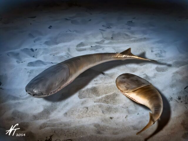 image 1 - Mapping Ignorance